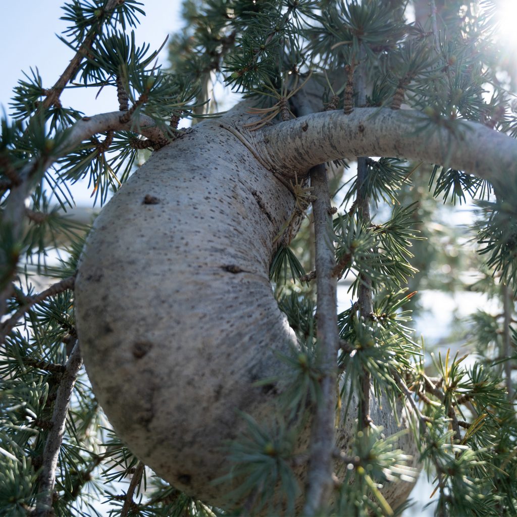 Southwood | Conifers Archives - Southwood