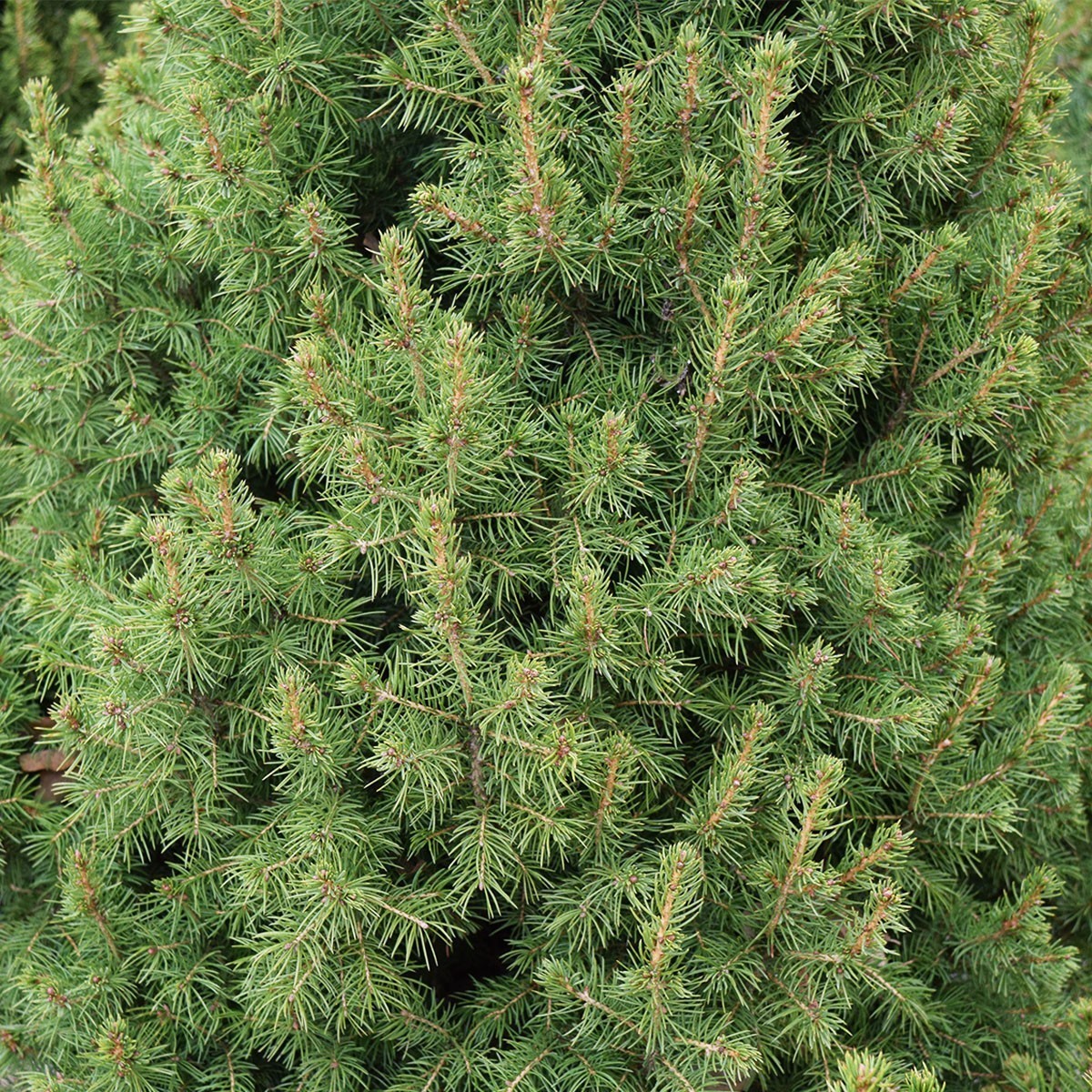 Southwood | Conifers Archives - Southwood