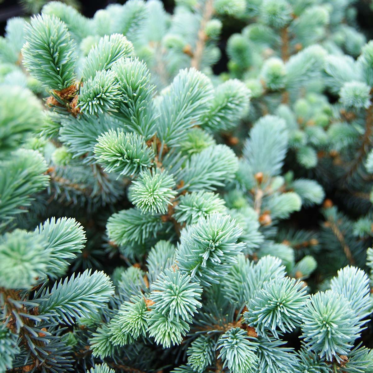 Southwood | Spruce Archives - Southwood