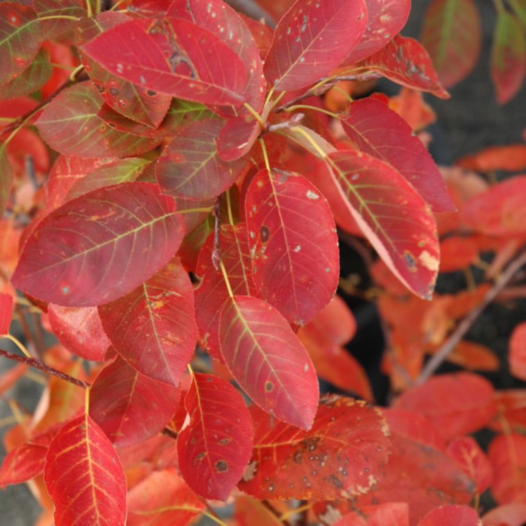 Southwood | Serviceberry Autumn Brilliance #7 Tree Form - Southwood