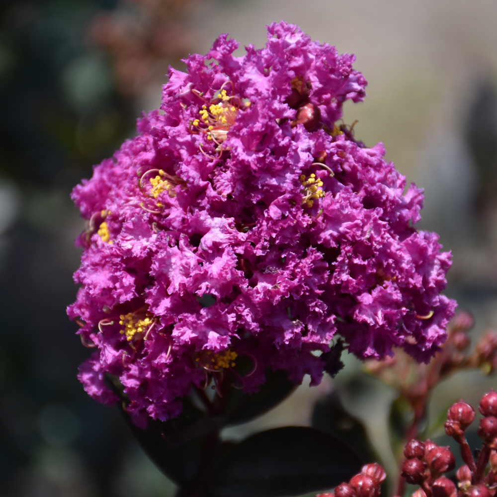 Southwood | Crape Myrtle Enduring Lavender #3 - Southwood