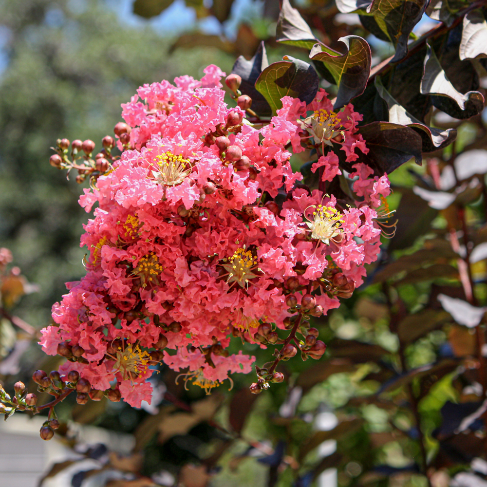 Southwood | Standard Crape Myrtle Archives - Southwood